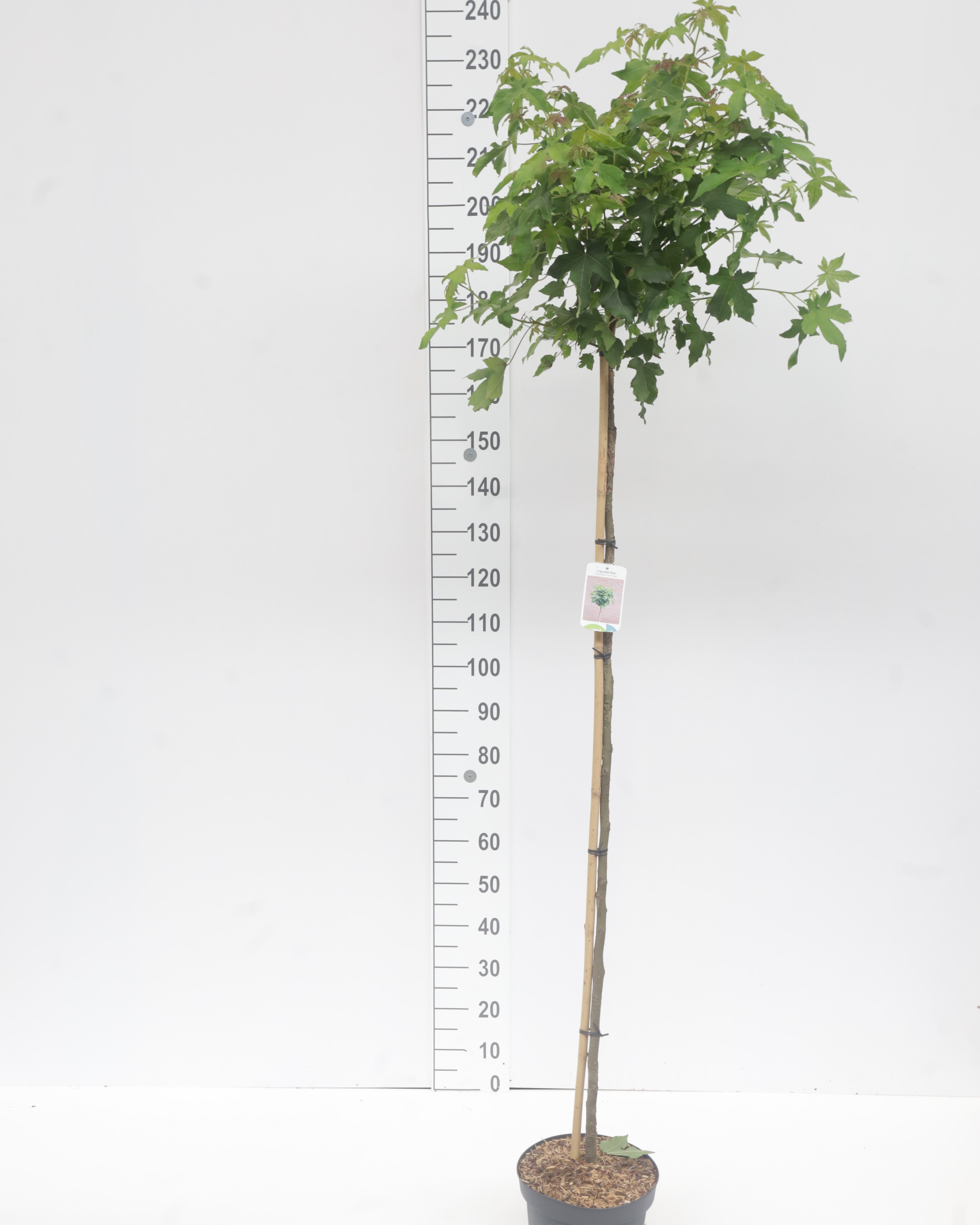 Amberbaum – Liquidambar styraciflua – Heinis Baumschulen